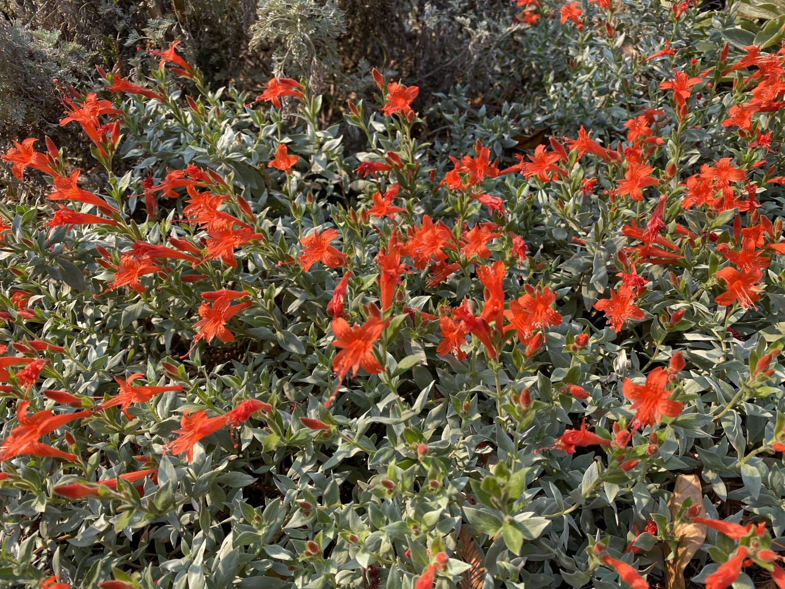 wordpress-upload-image-plants