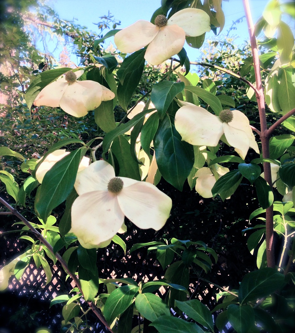 dogwoods | Gardening Tips for the Santa Cruz Mountains