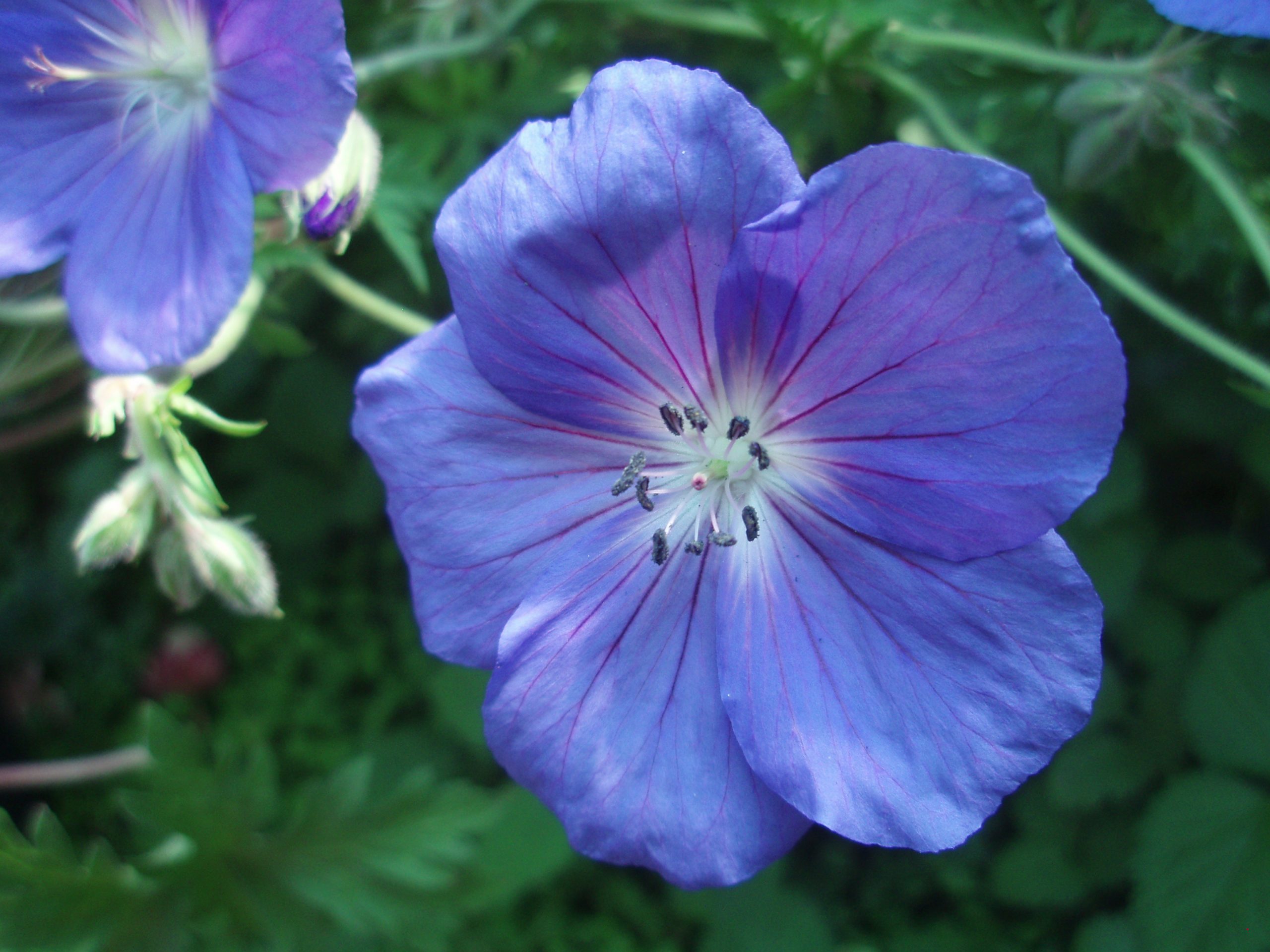 Give A Hardy Geranium a Place in Your Garden | Gardening Tips for the ...