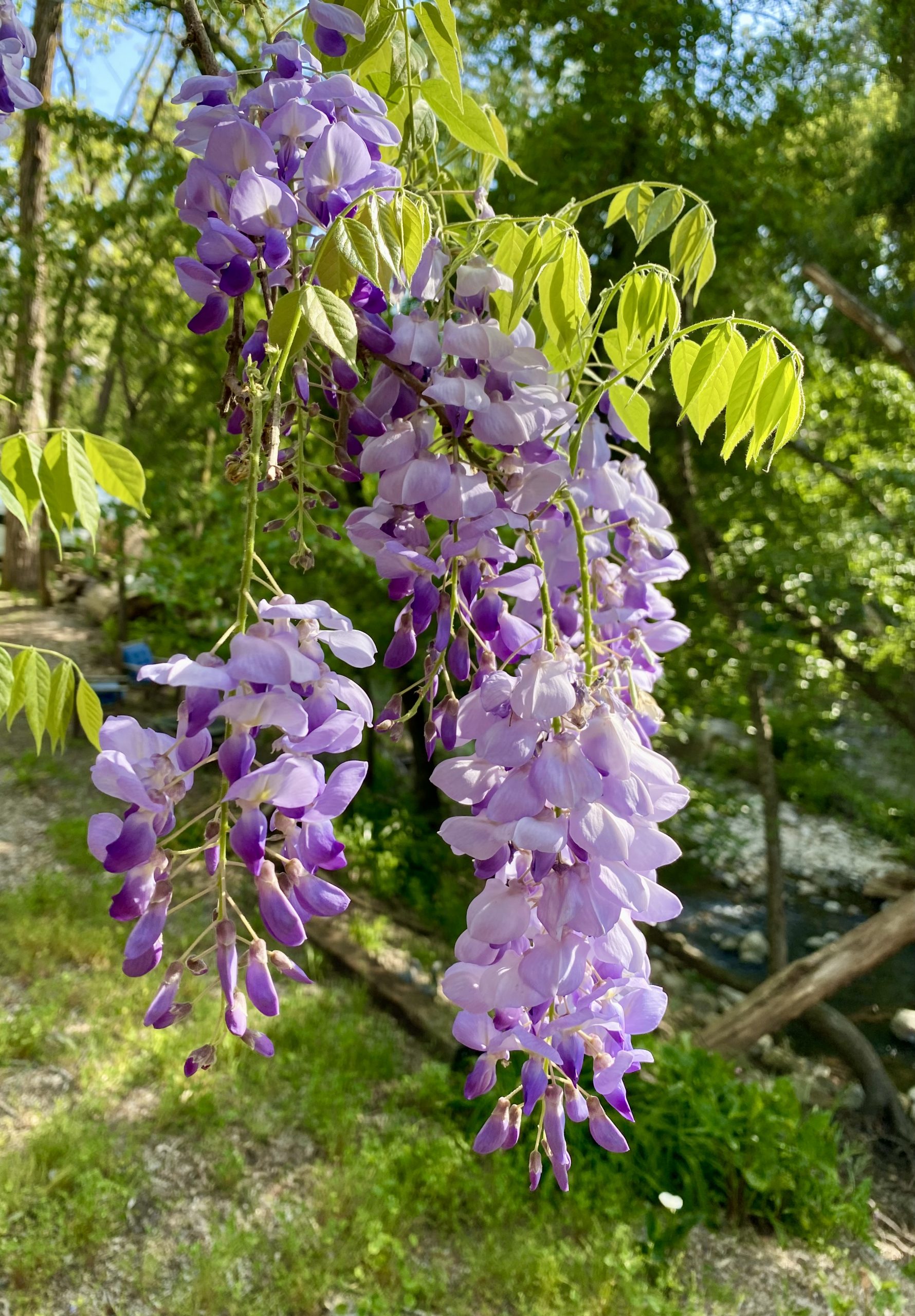 The Wonderful World of Wisteria | Gardening Tips for the Santa Cruz ...