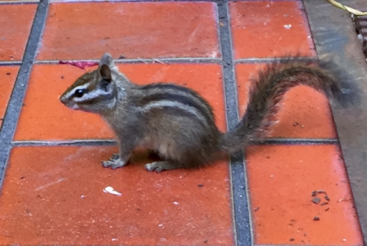 A Poem for Christmas by The Mountain Gardener | Gardening Tips for the ...